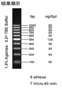 100bp DNA Ladder