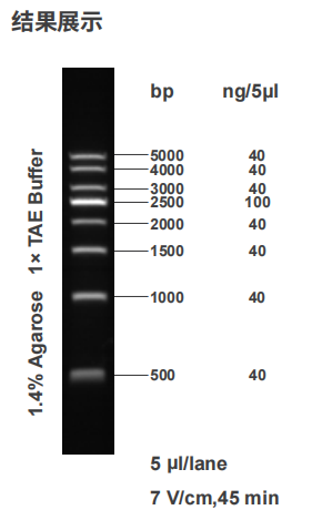 500bp DNA Ladder