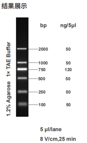 DL2000 DNA Marker