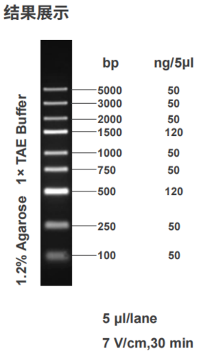 DL5000 DNA Marker
