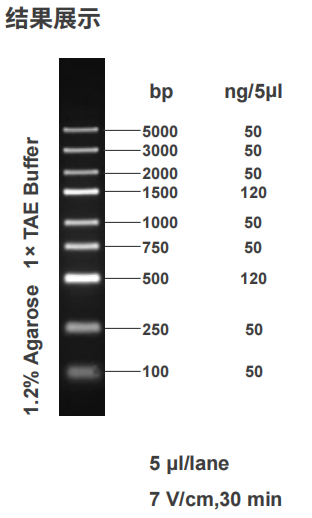 DL5000 DNA Marker